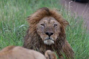 El León africano