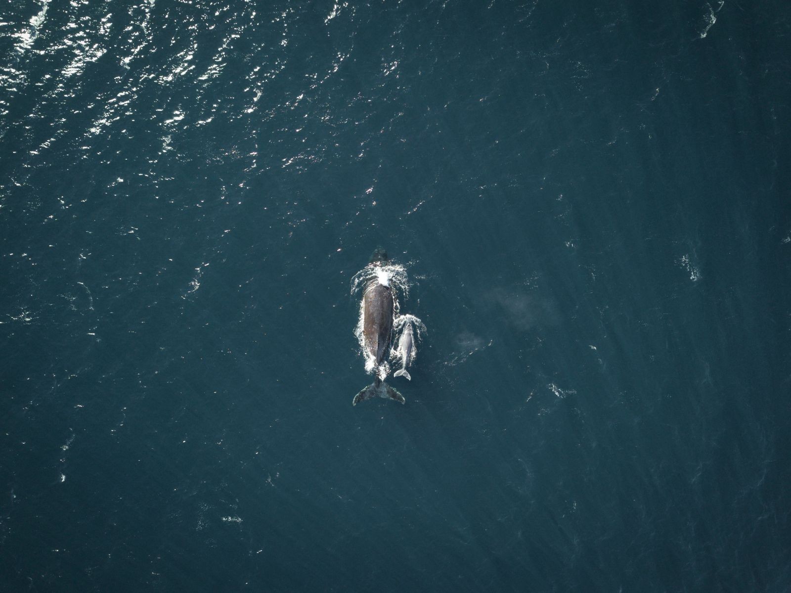 LA BALLENA JOROBADA